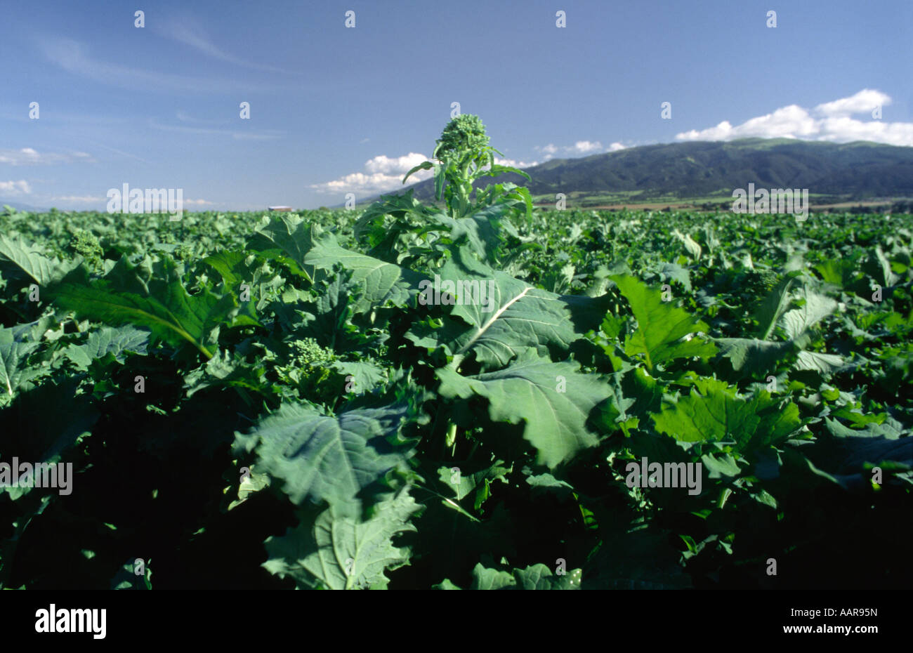 Rappini or Broccoli Rabe growing in the Salinas Valley of California ...