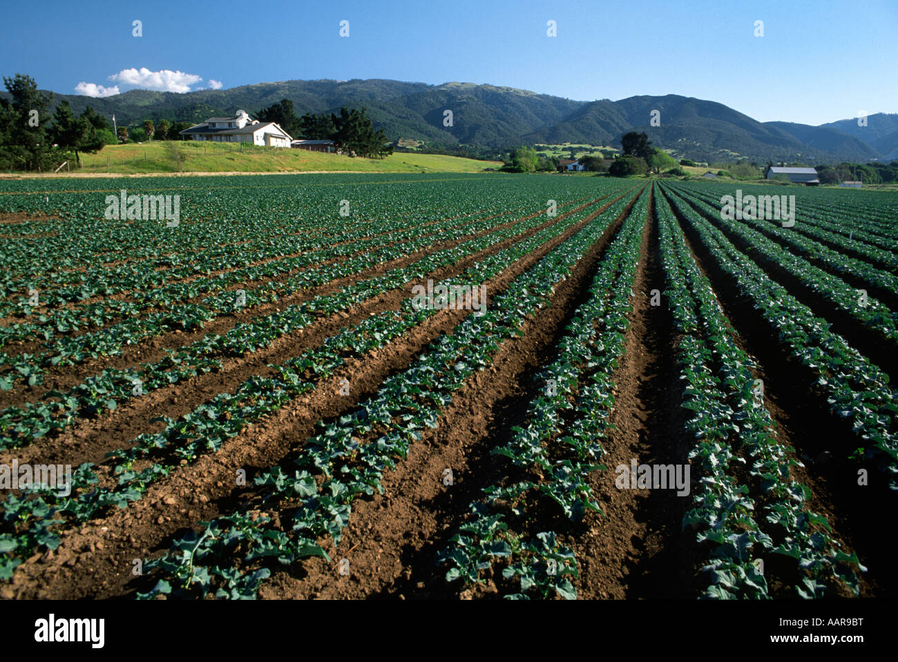 A BROCCOLI FIELD grows in the SALINAS VALLEY of CALIFORNIA Stock Photo ...