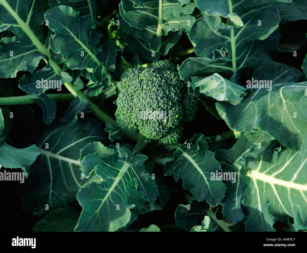 Close up of BROCCOLI growing in the SALINAS VALLEY of CALIFORNIA Stock ...