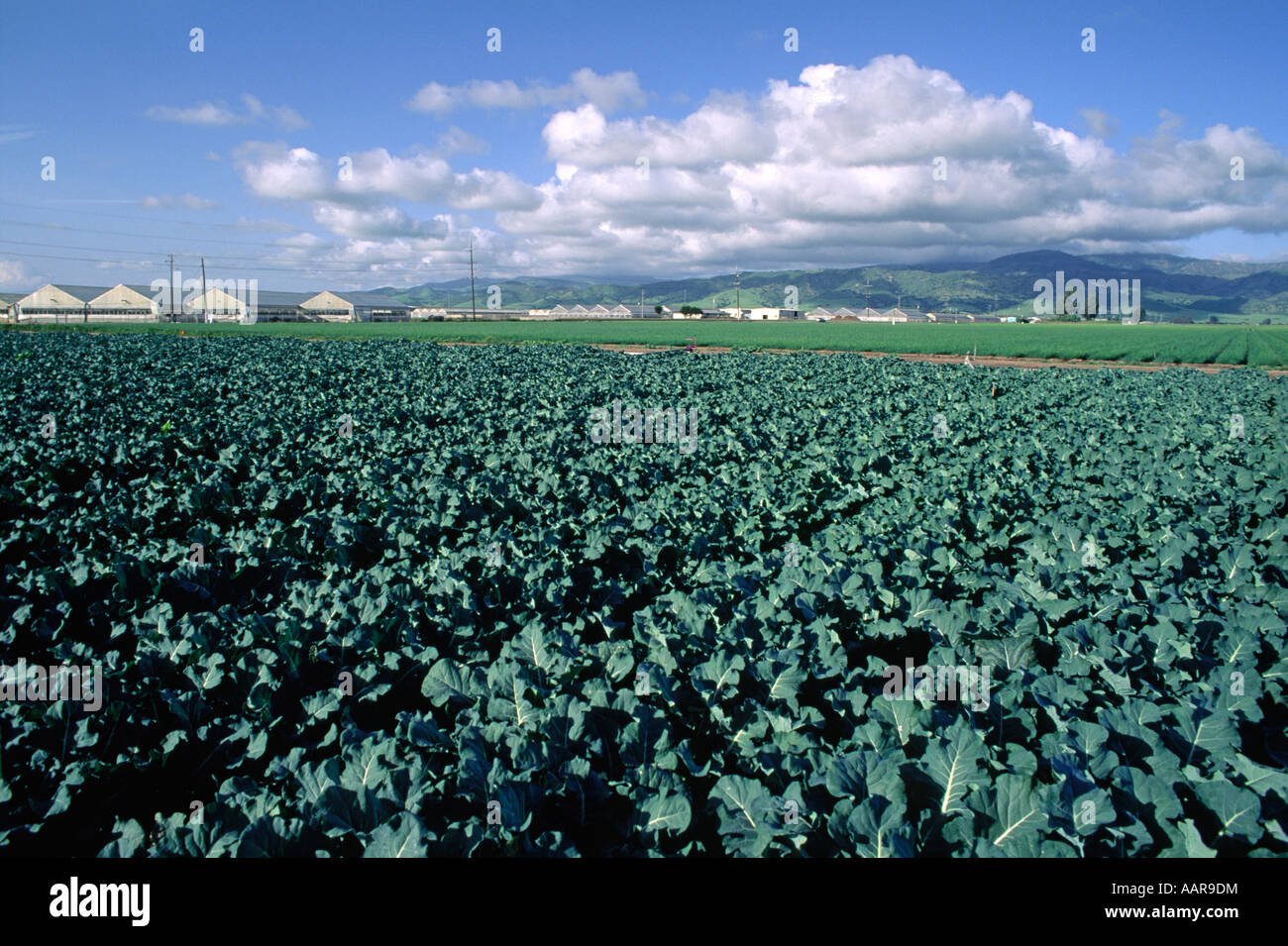 Broccoli Fields High Resolution Stock Photography and Images - Alamy