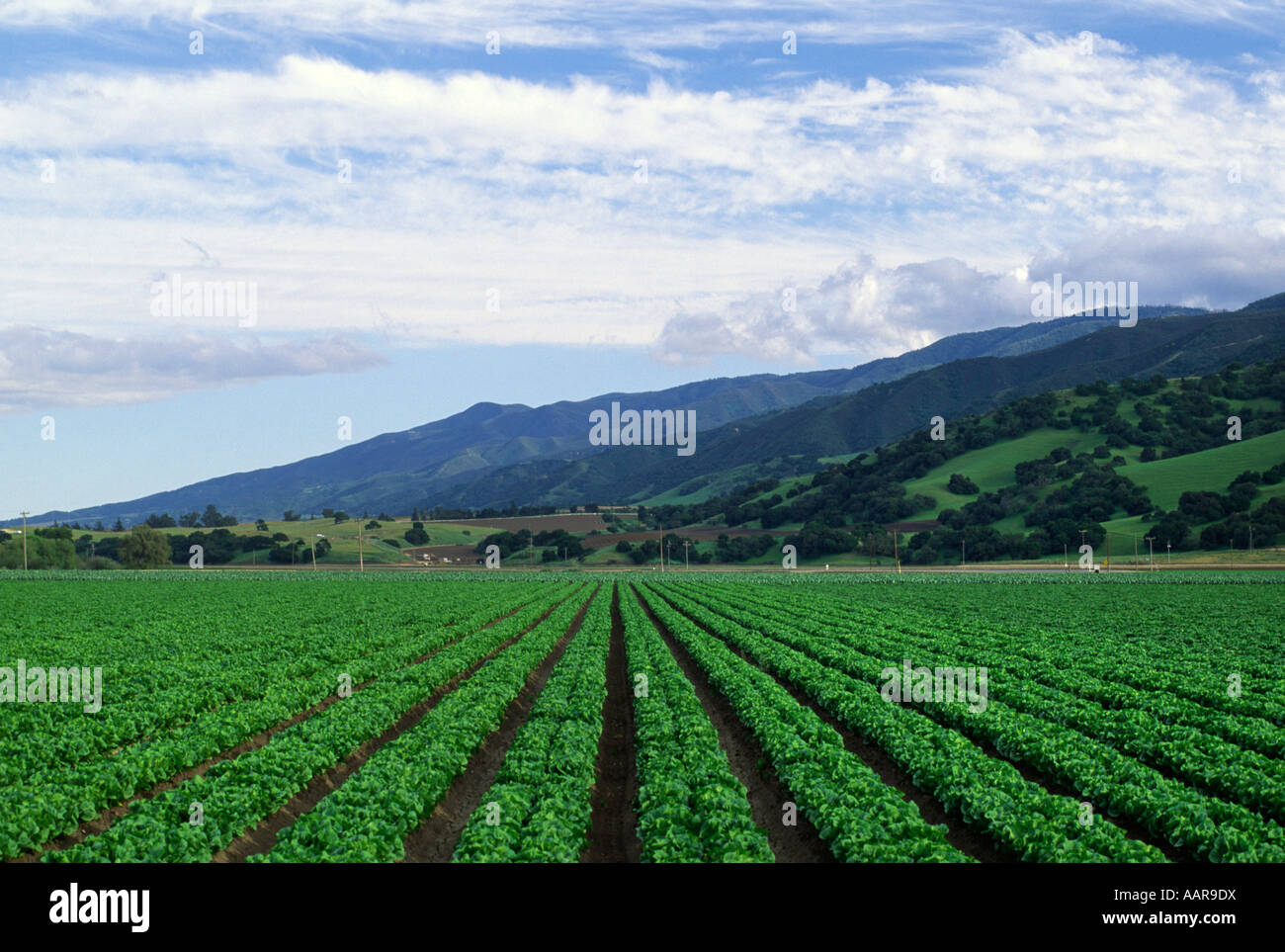 A field of ROMAINE LETTUCE flourishes in CENTRAL CALIFORNIA Stock Photo ...