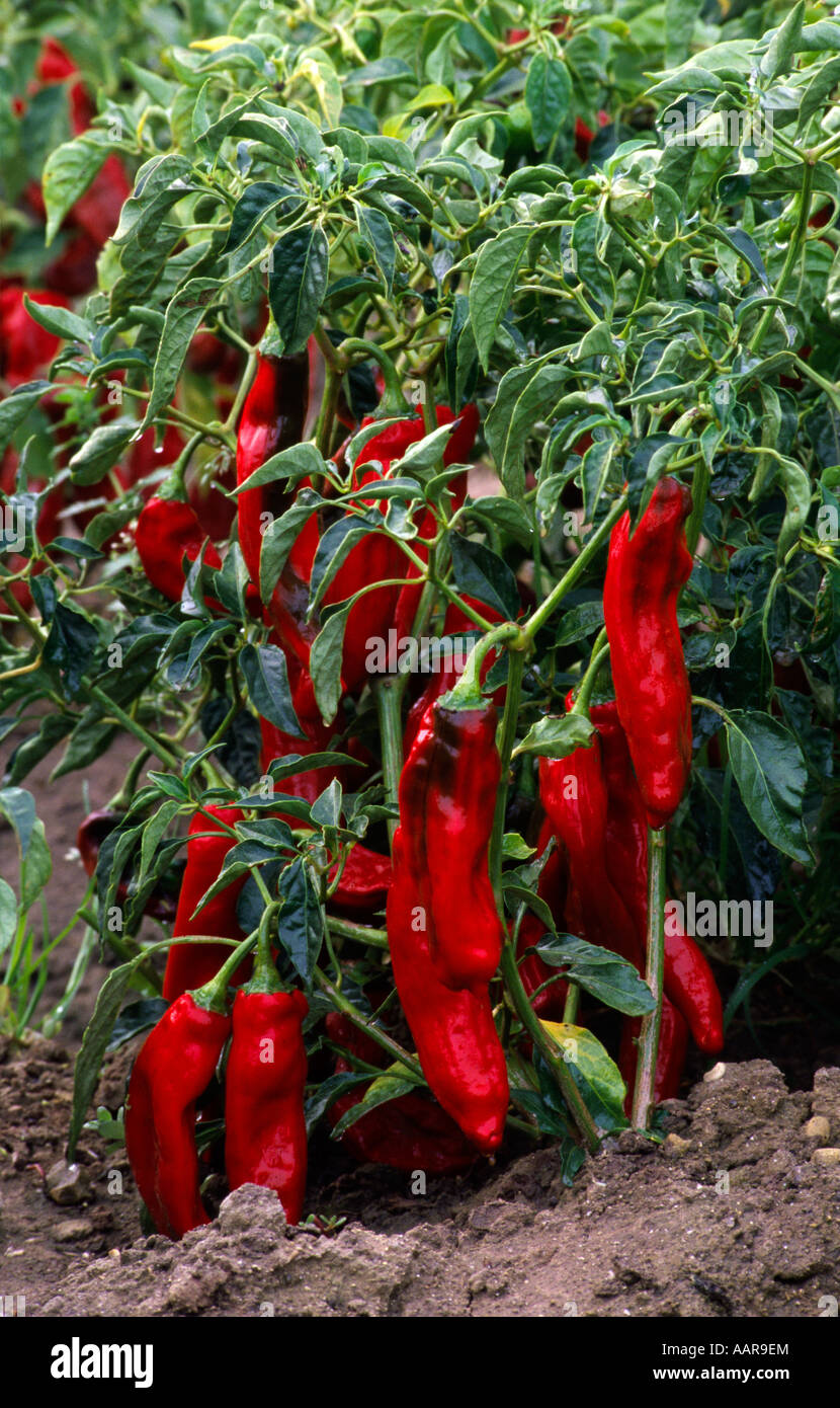 Chile pasilla hi-res stock photography and images - Alamy