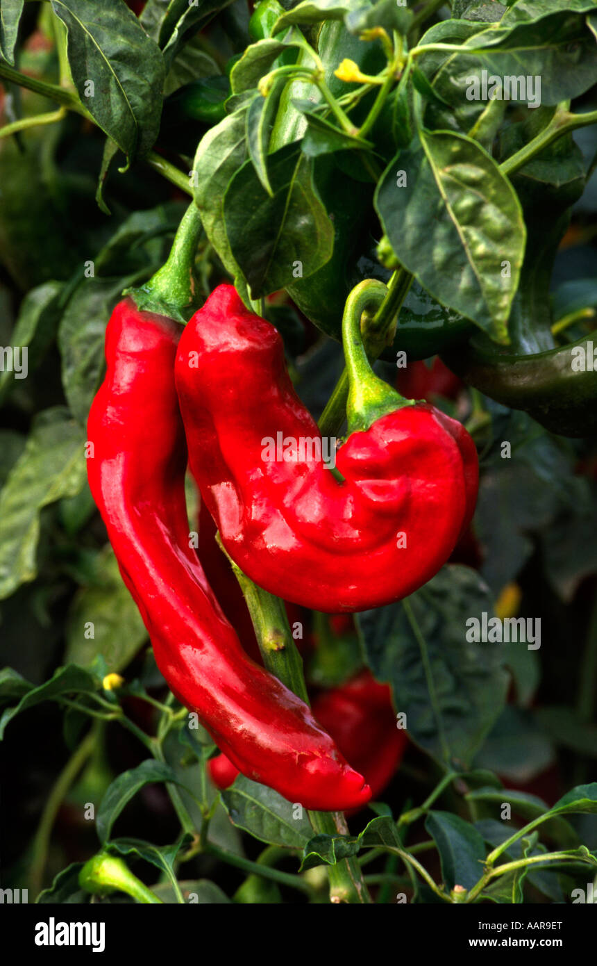 Chilaca chile hi-res stock photography and images - Alamy