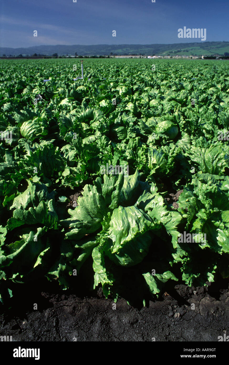 Agri field with crops hi-res stock photography and images - Alamy