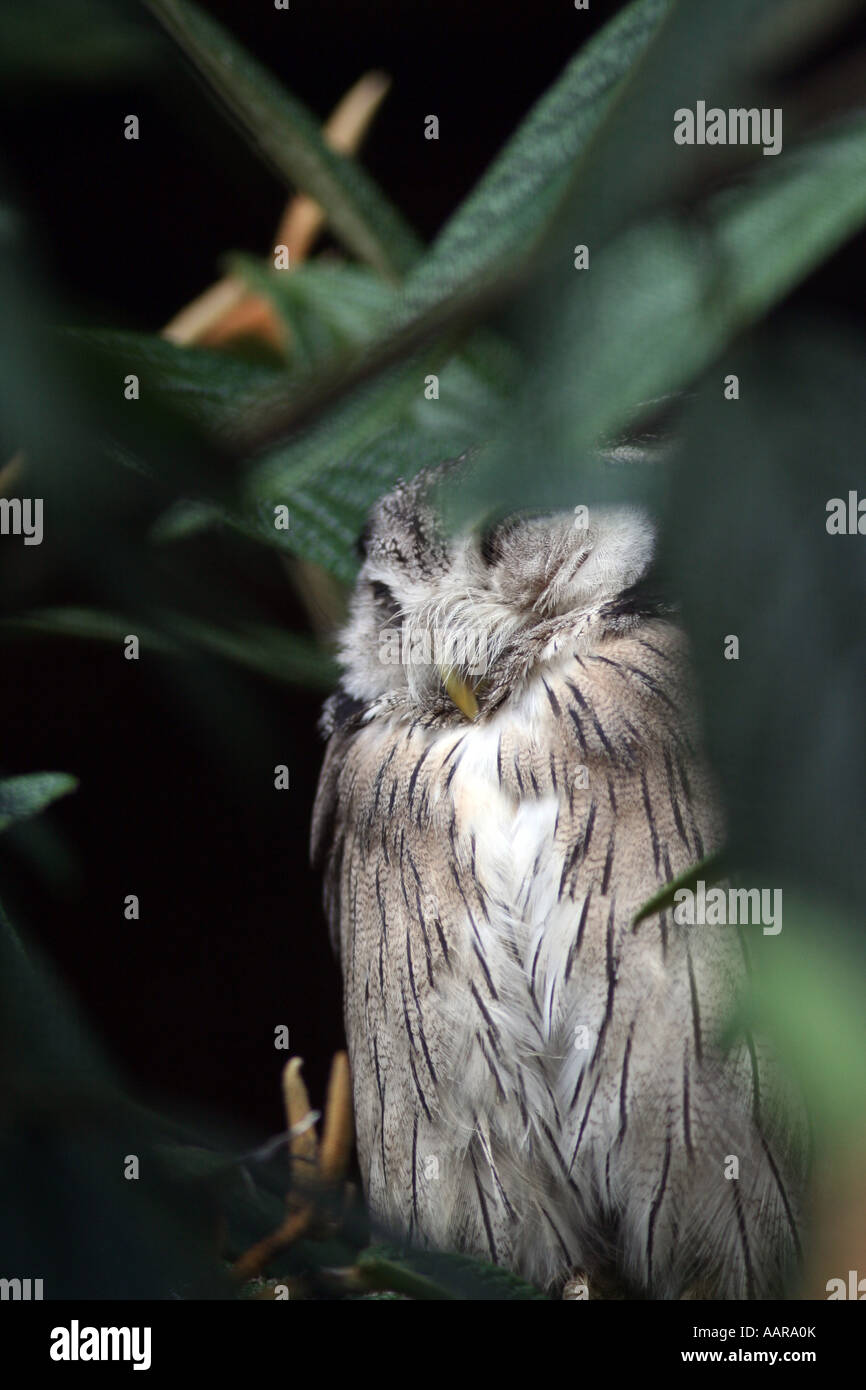 White-faced Scops Owl Stock Photo - Alamy