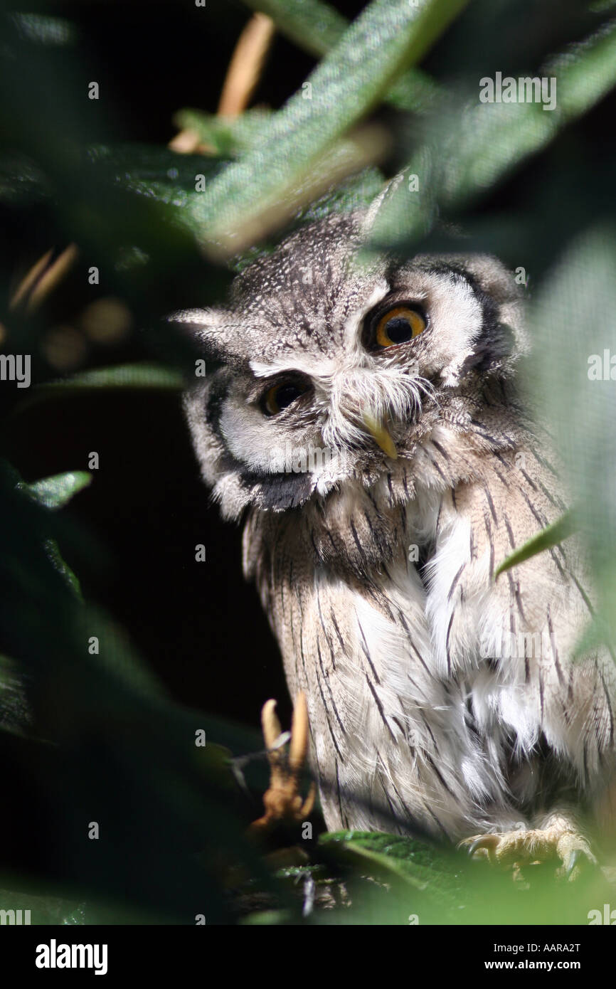 White-faced Scops Owl Stock Photo - Alamy