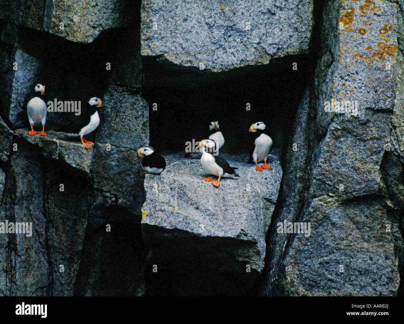 HORNED PUFFINS Fratercula arctica nesting in the granite walls of the ...