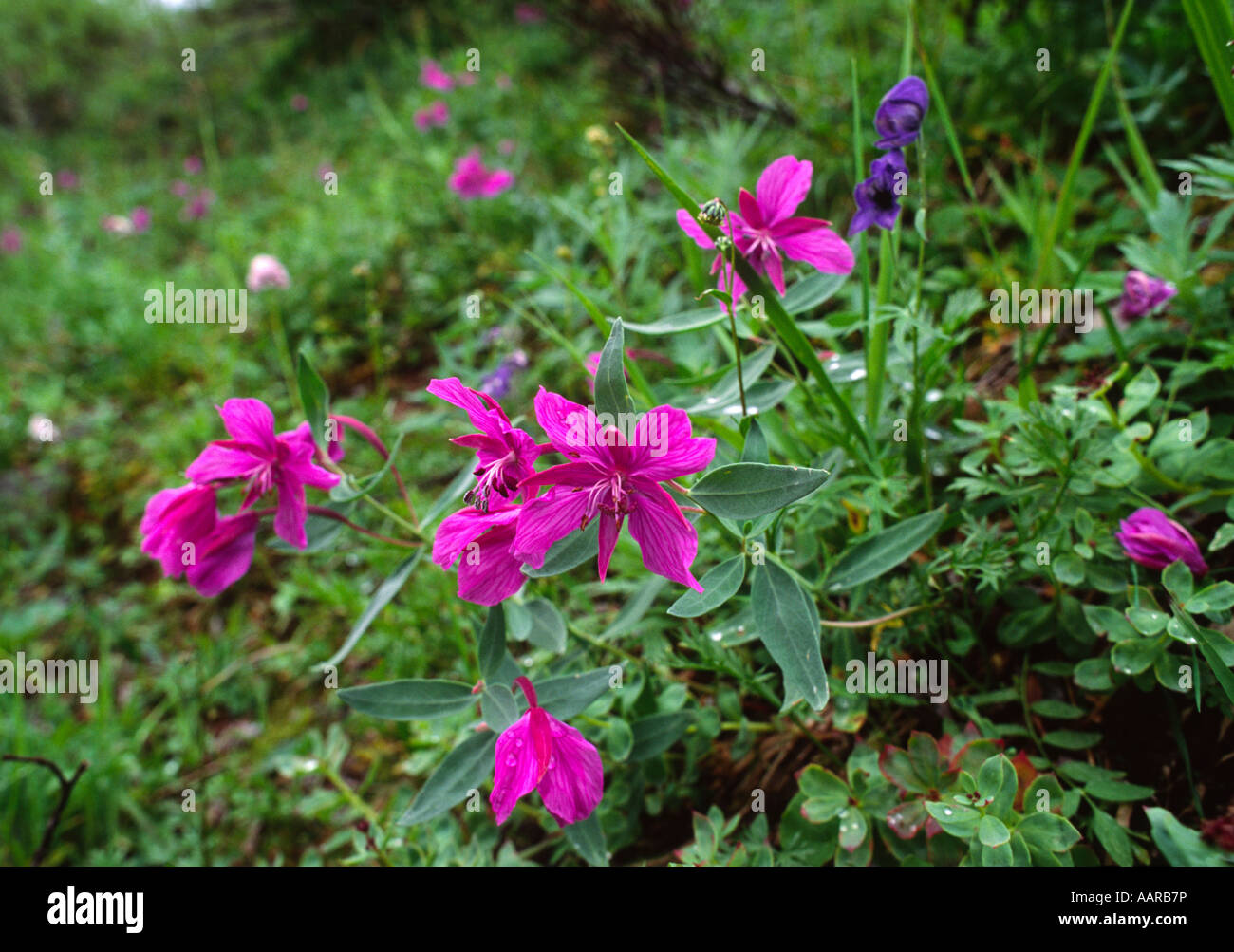 PURPLE WILDFLOWERS SAVAGE CREEK DENALI NATIONAL PARK ALASKA Stock Photo ...