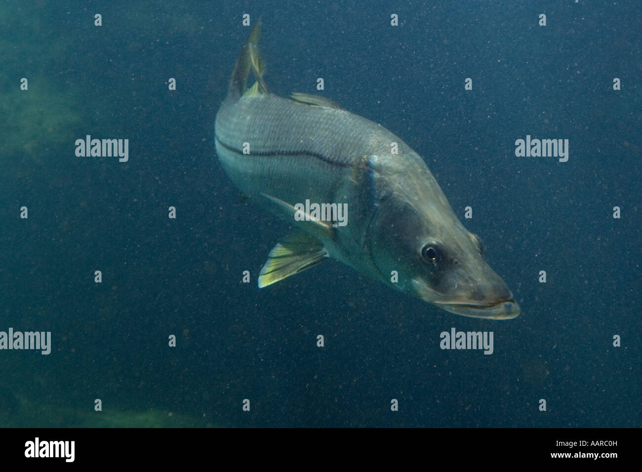 Common snook fish hi-res stock photography and images - Alamy