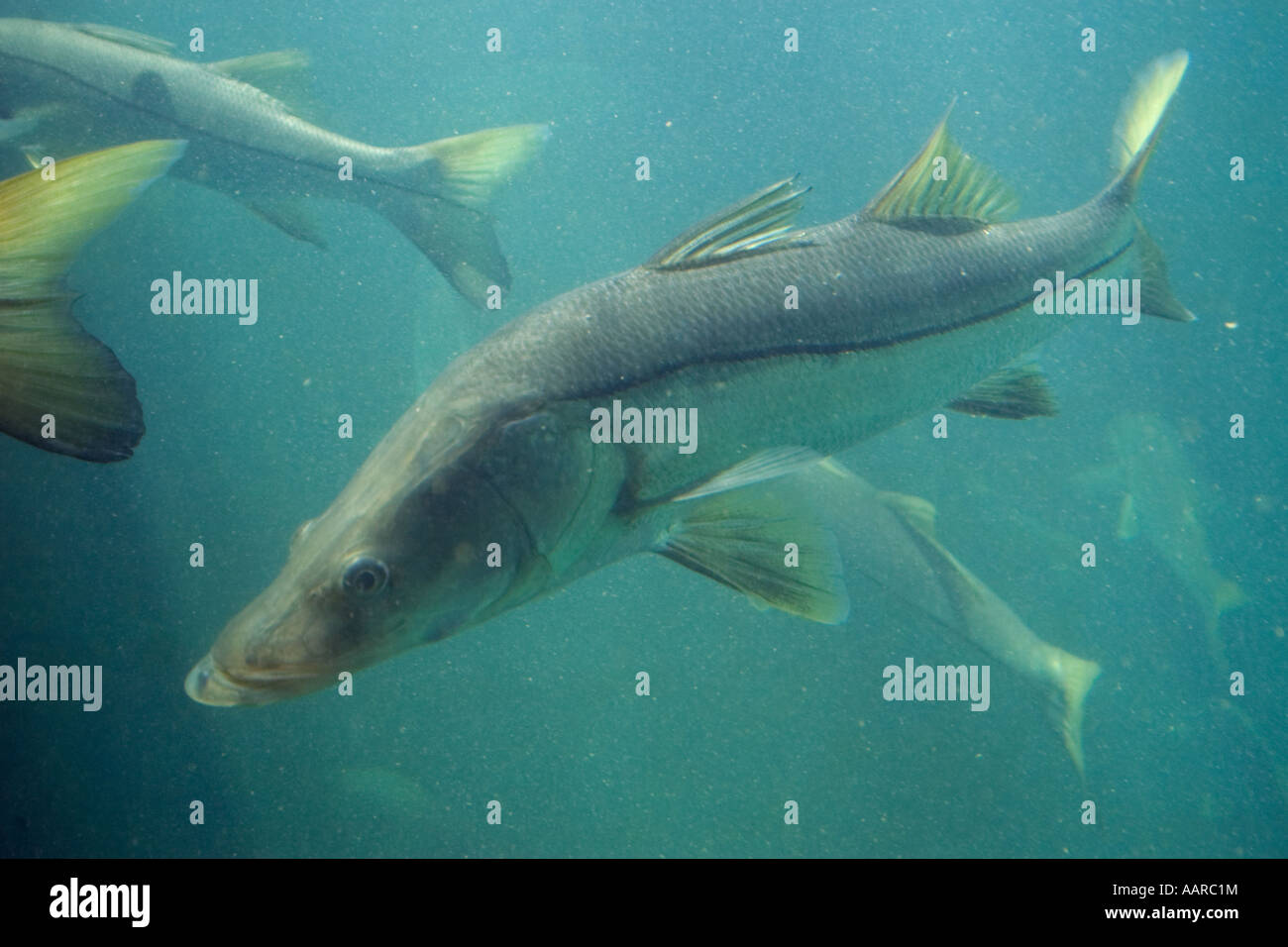 Common snook fish hi-res stock photography and images - Alamy