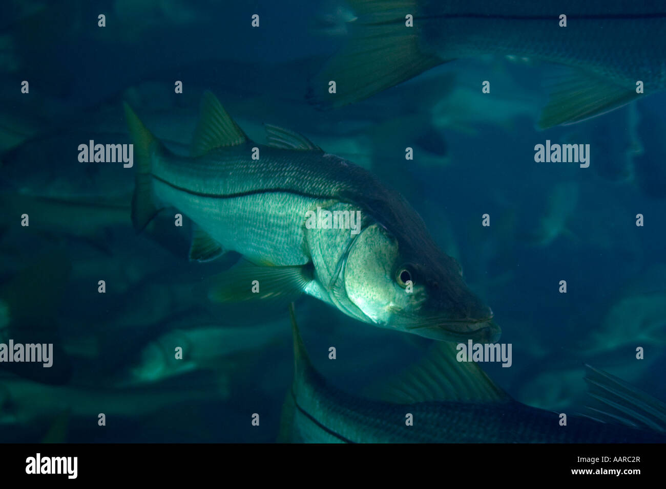 Common snook Centropomus undecimalis Homosassa Springs Wildlife State ...