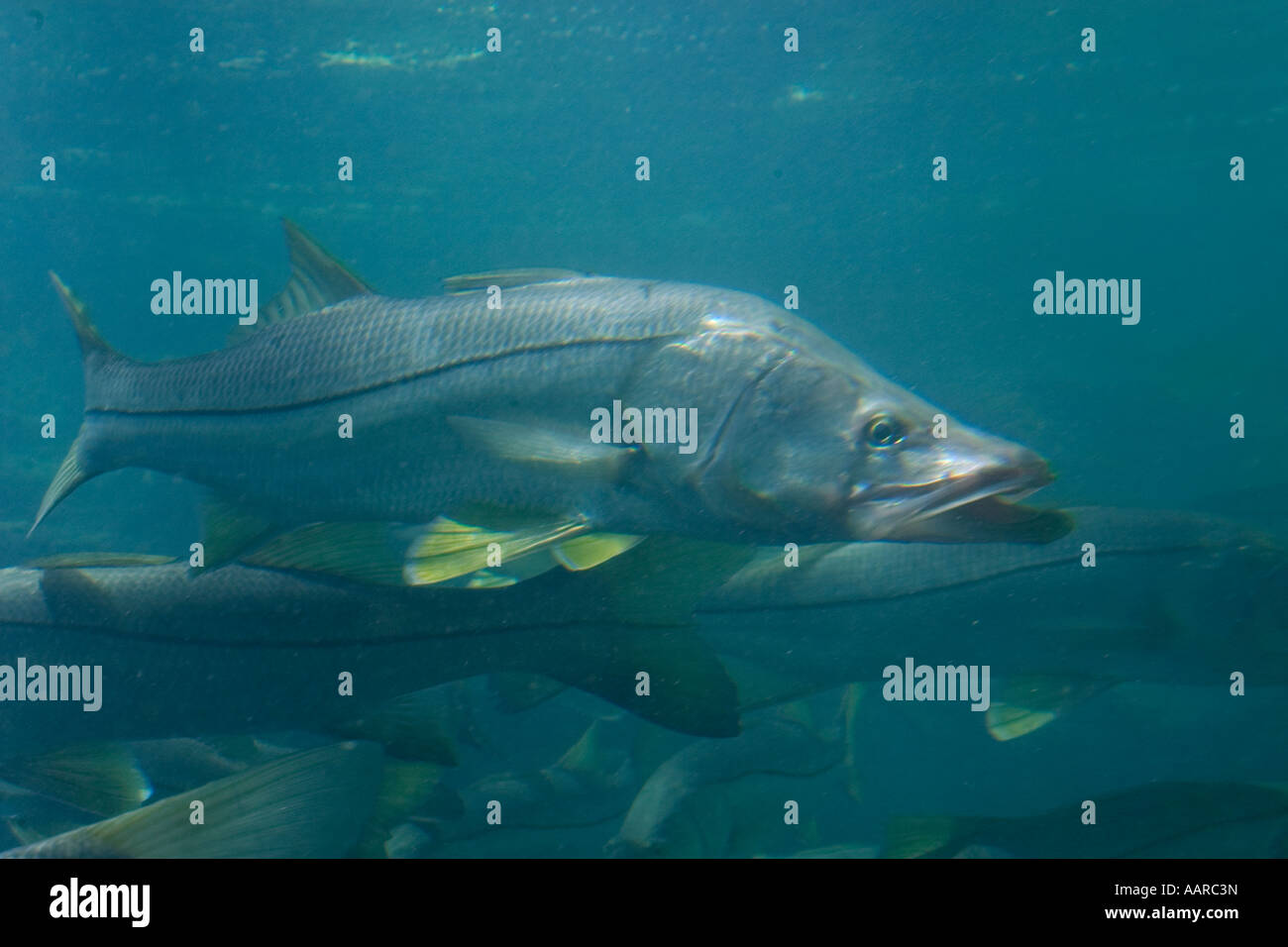 Common snook Centropomus undecimalis Homosassa Springs Wildlife State ...