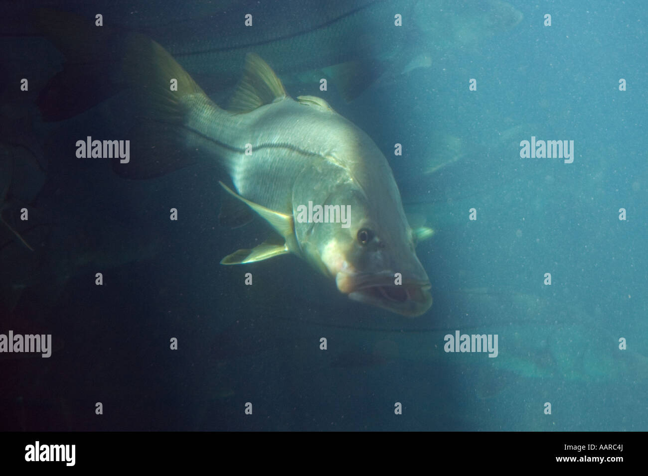 Snook fish hi-res stock photography and images - Alamy
