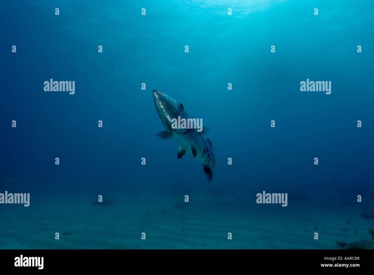 Fish silver great barracuda hi-res stock photography and images - Alamy