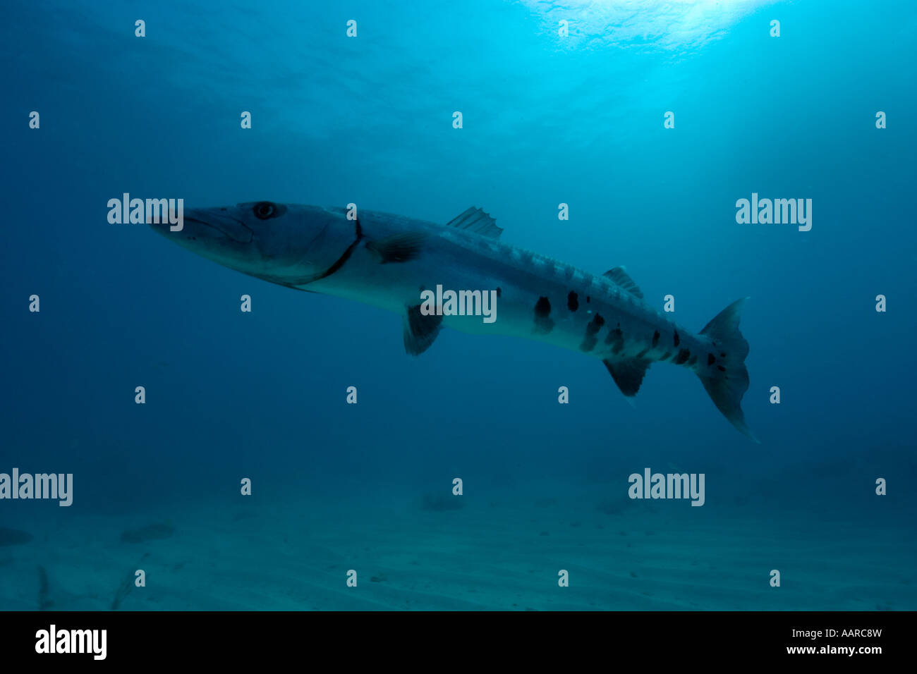 Great barracuda Sphyraena barracuda Molasses Reef Key Largo Florida USA ...