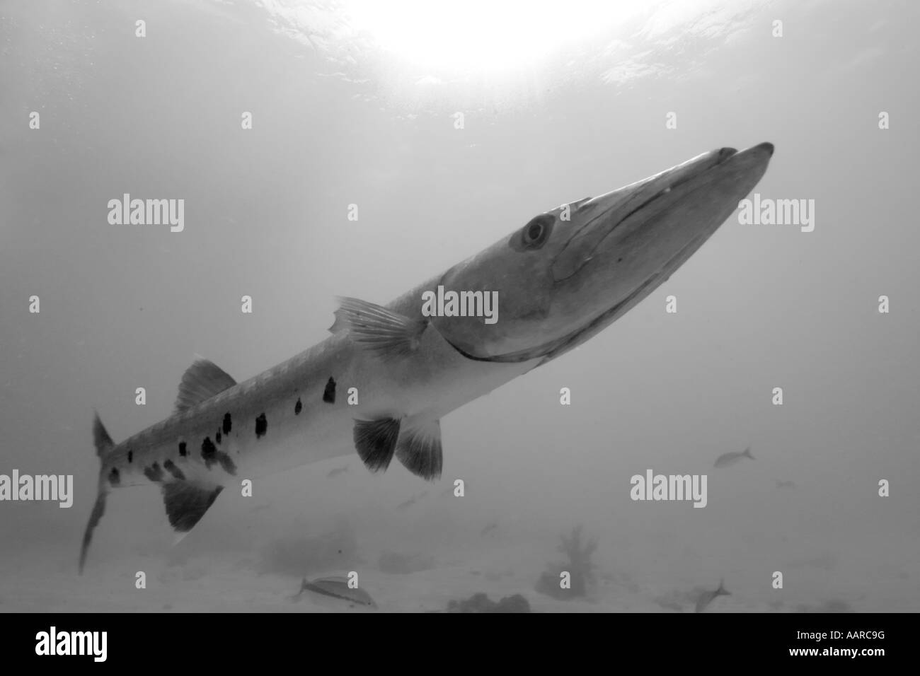 Great barracuda Sphyraena barracuda Molasses Reef Key Largo Florida USA ...