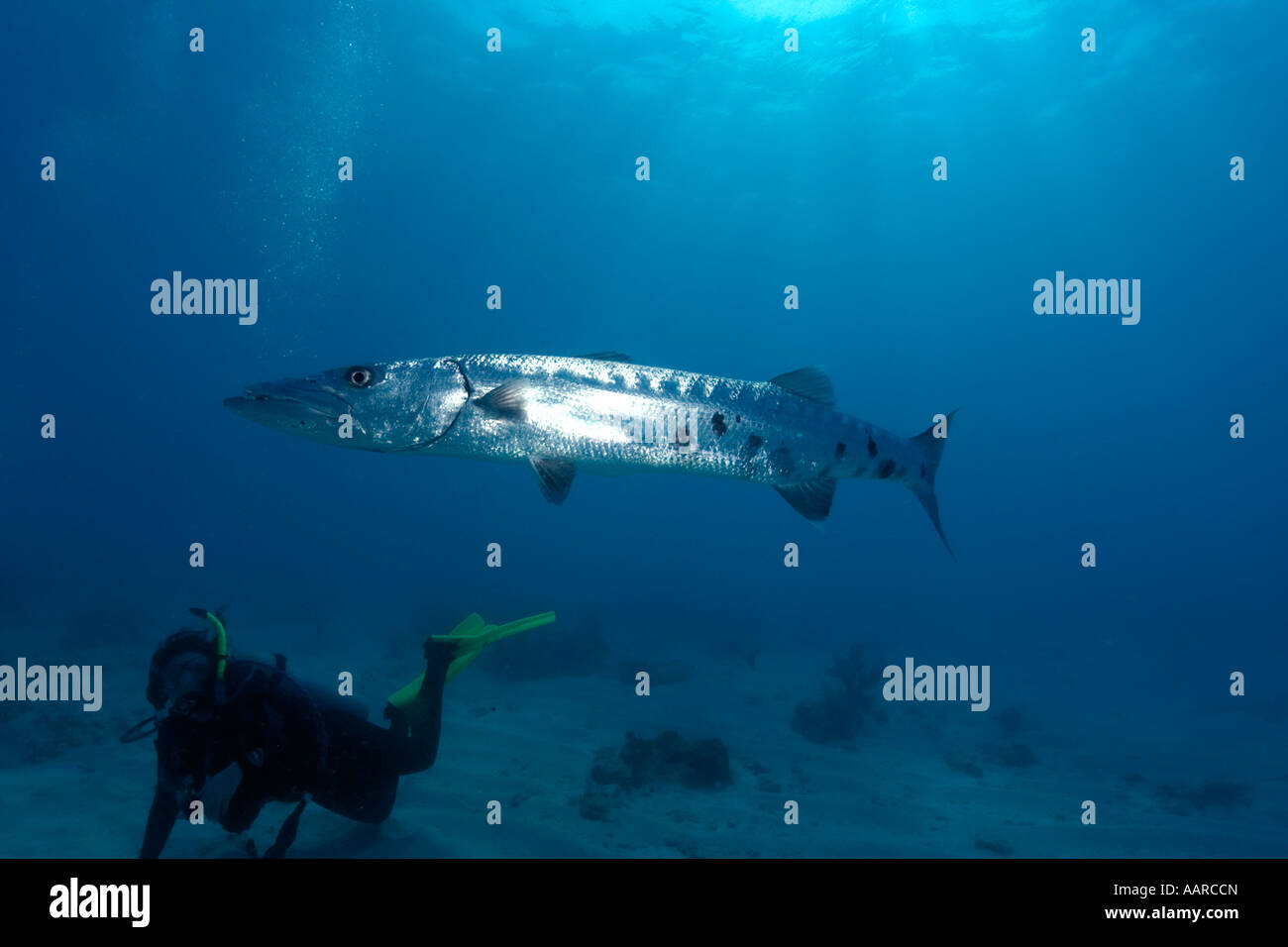 Great barracuda Sphyraena barracuda and diver Molasses Reef Key Largo ...