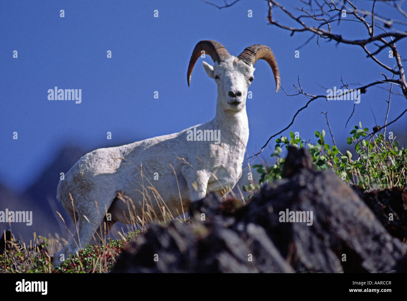DALL SHEEP Ovis dali dali KENAI PENINSULA ALASKA Stock Photo - Alamy