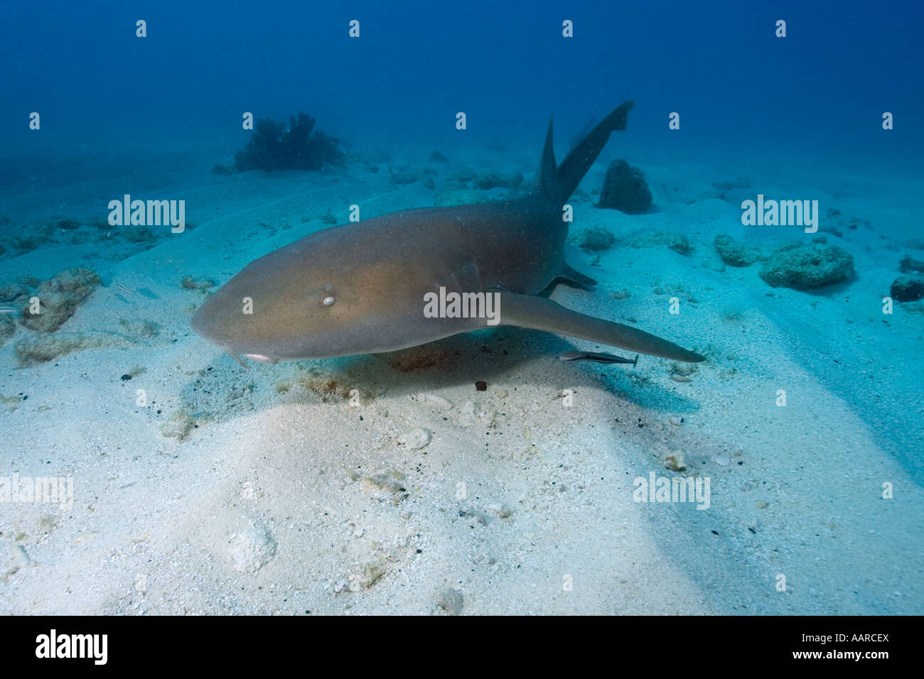 Nurse shark Ginglymostoma cirratum Molasses Reef Key Largo Florida USA ...