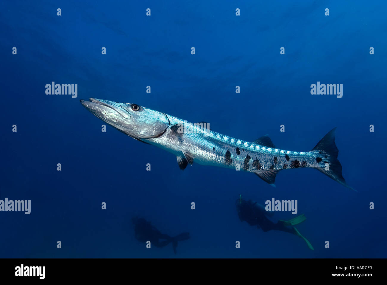 Great barracuda Sphyraena barracuda and divers Molasses Reef Key Largo ...