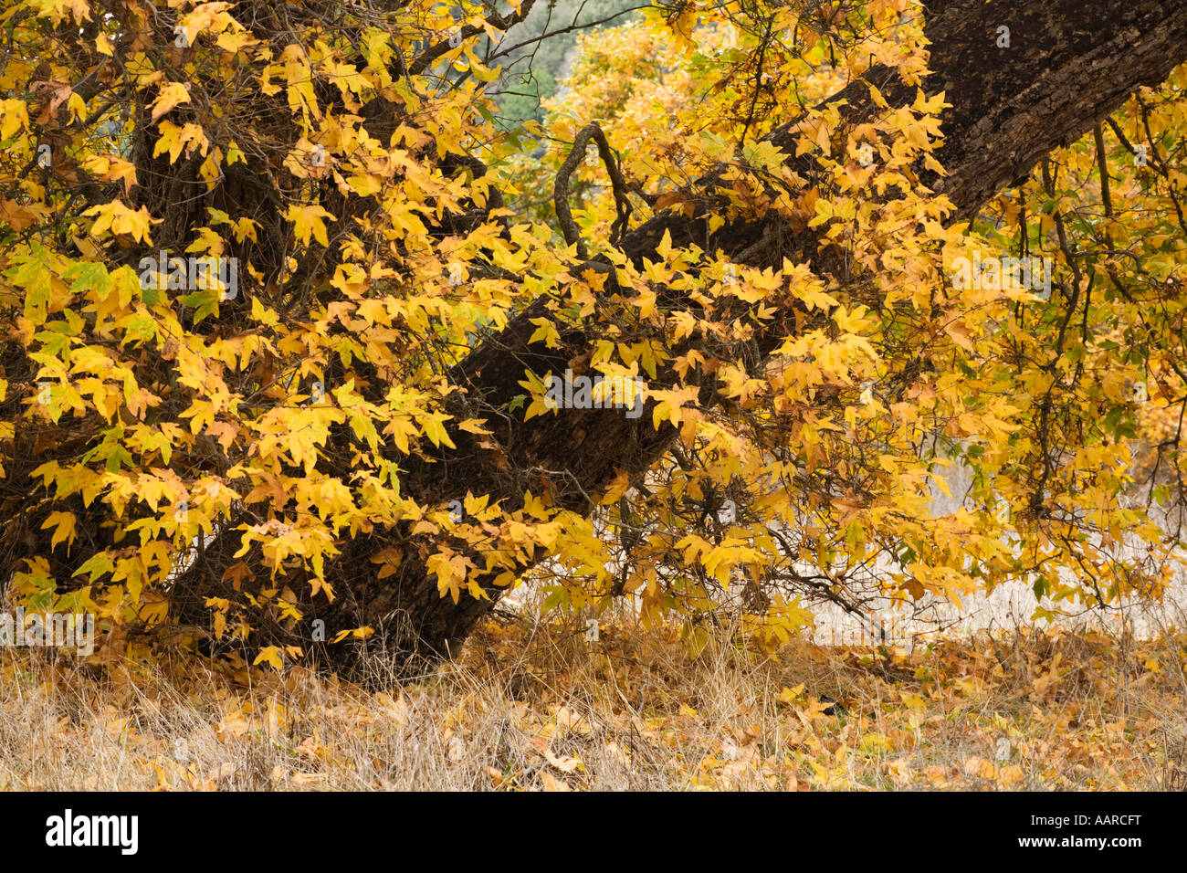 SYCAMORE TREES Platanus occidentalis turn yellow during AUTUMN in ...