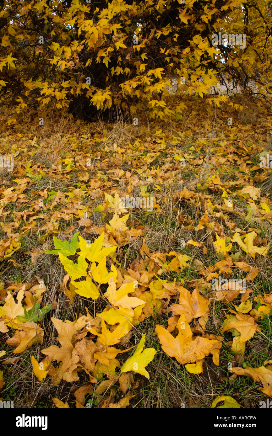 SYCAMORE TREES Platanus occidentalis turn yellow during AUTUMN in ...