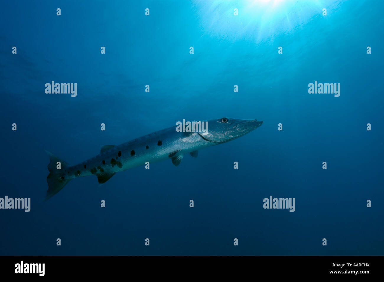 Great barracuda Sphyraena barracuda Molasses Reef Key Largo Florida USA ...