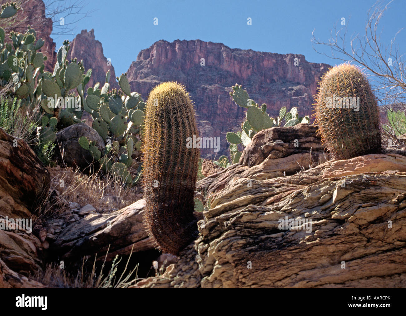 BARREL CACTUS Ferocactus Acanthodes flourish in the desert environment ...