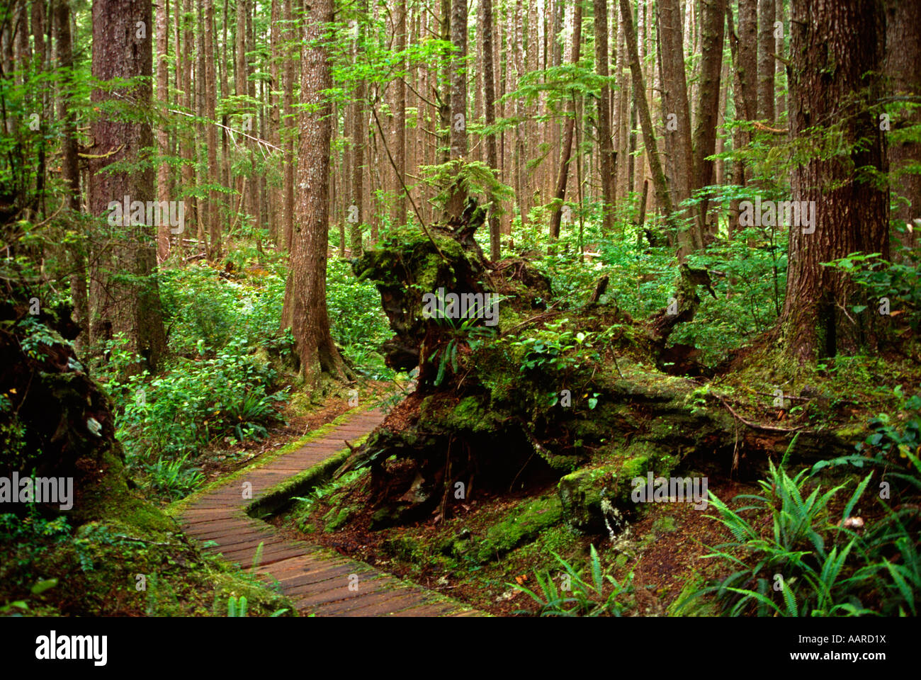 The CEDAR WALKWAY built by Ahlstrom to Sand Point Cape Alava from ...