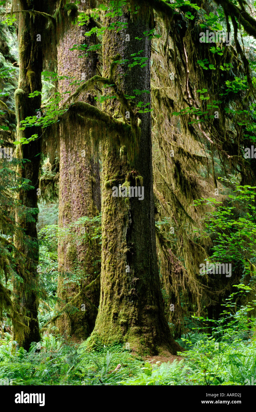 Trees grow to gigantic size in the HOH RAIN FOREST in the OLYMPIC ...