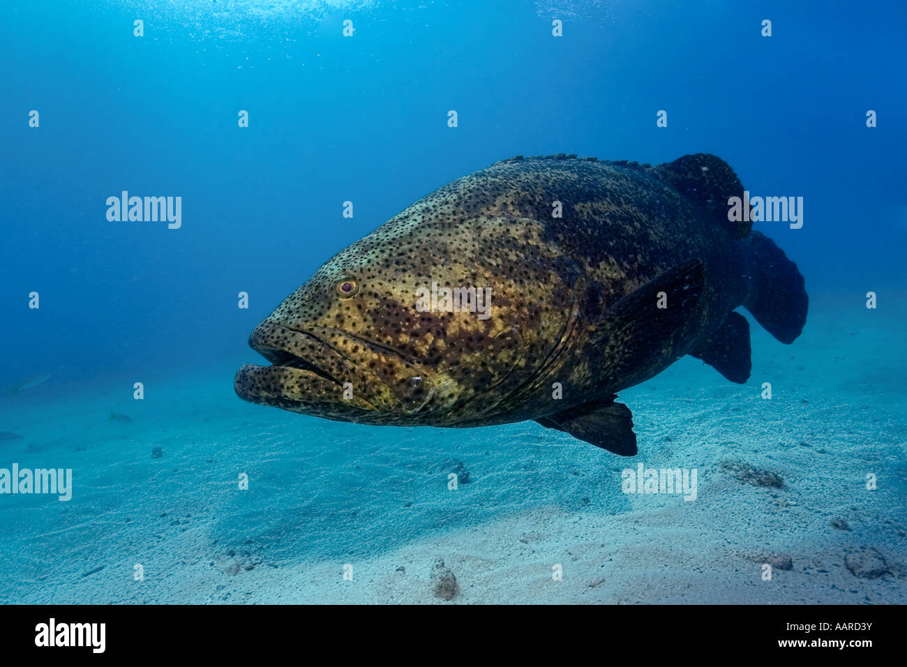 Goliath grouper epinephelus itajara hi-res stock photography and images ...