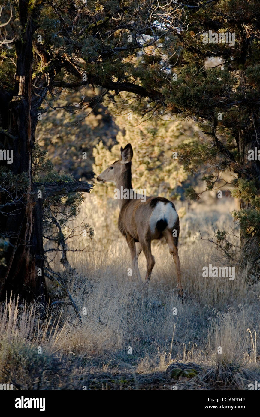 Female MULE DEER in JUNIPER FOREST BEND OREGON Stock Photo - Alamy