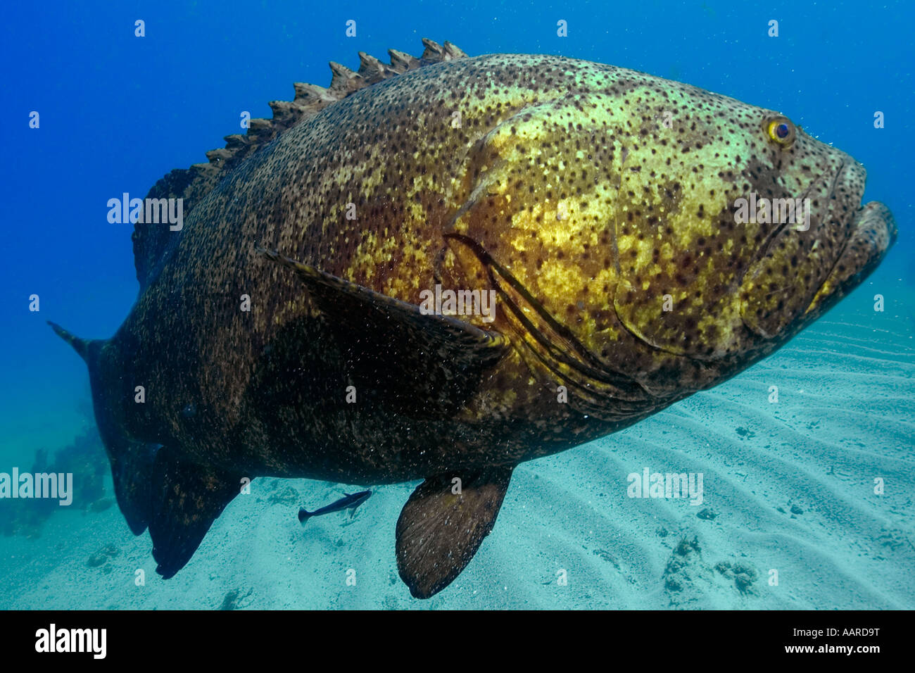 Goliath grouper jew fish hi-res stock photography and images - Alamy