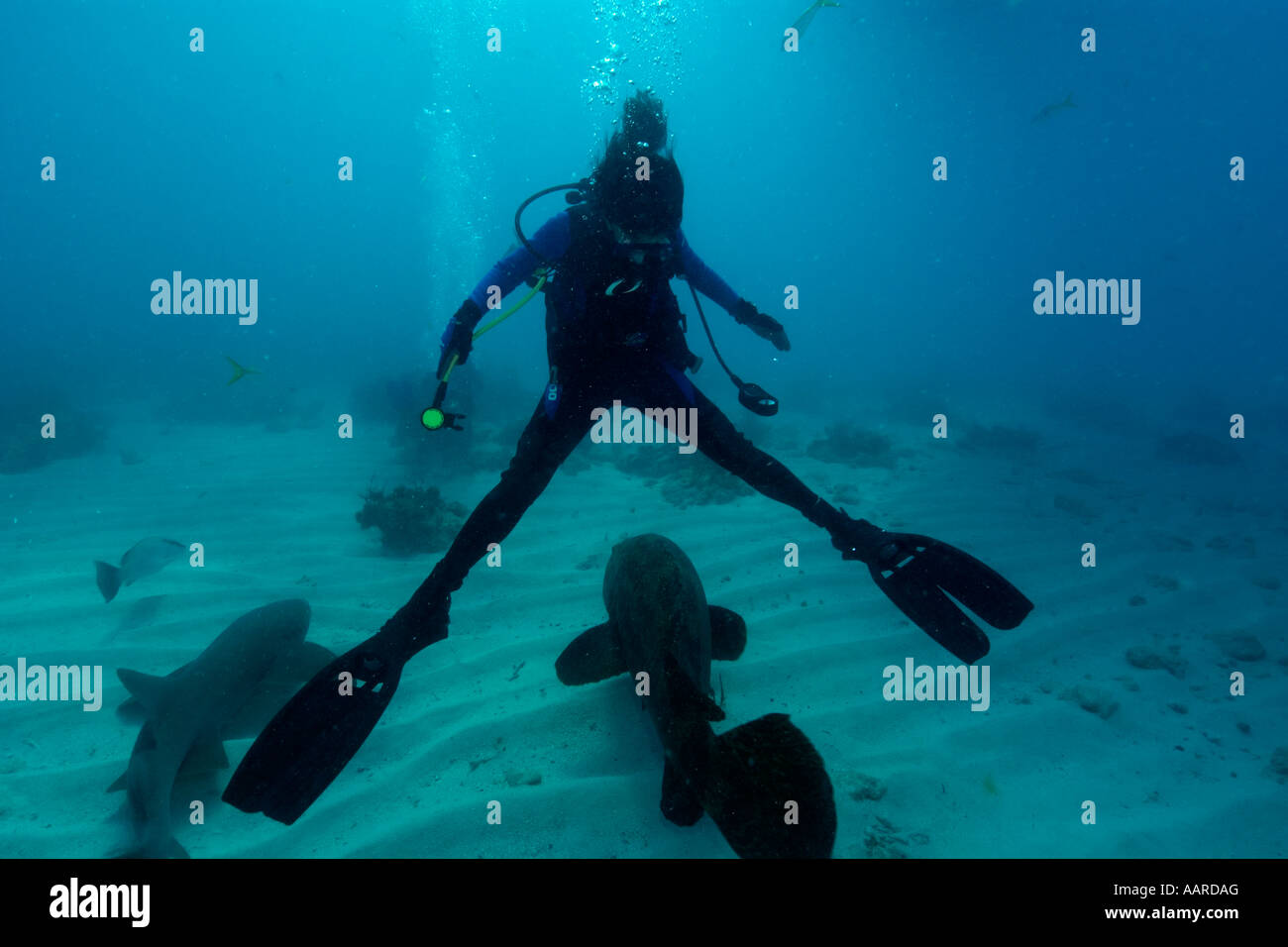 Diver splits legs apart for passing goliath grouper Epinephelus itajara ...