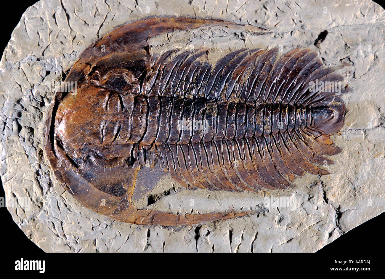 Trilobite Fossil Acadoparadoxides briareus Middle Cambrian Moroccan ...