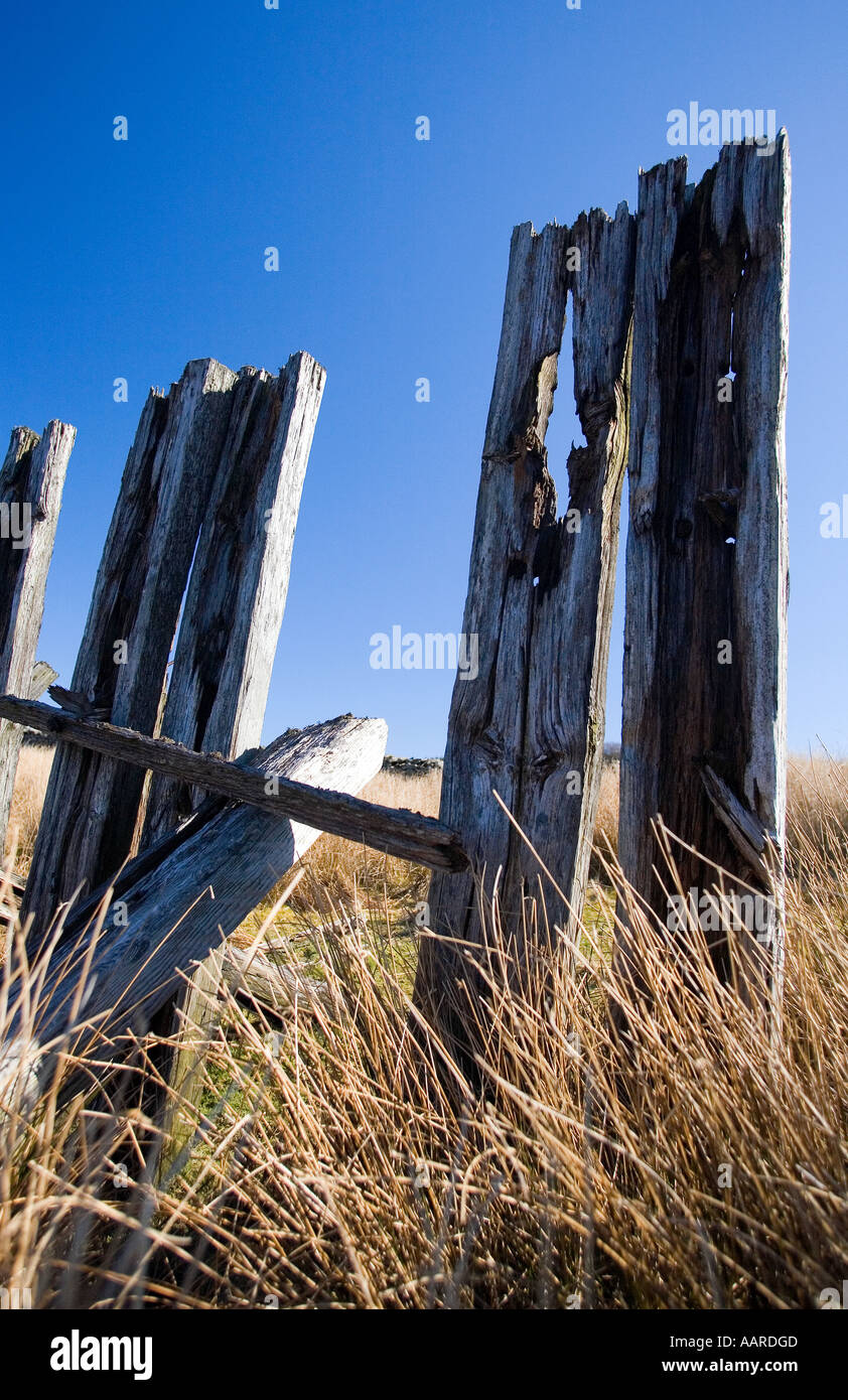 Weathered Timbers. Old fence line timbers decaying gracefully back into ...