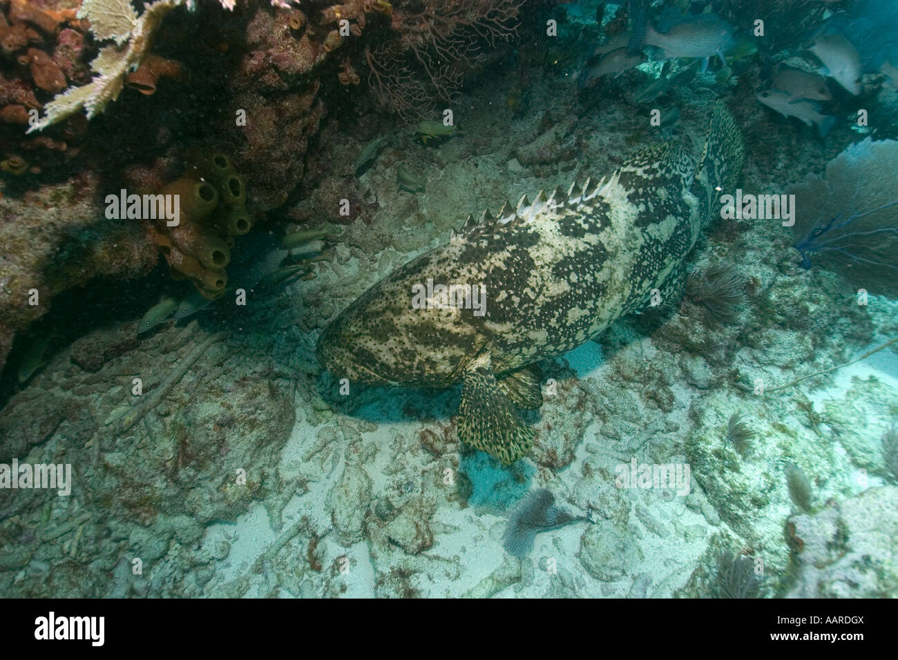 Goliath grouper Epinephelus itajara Molasses Reef Key Largo Florida USA ...