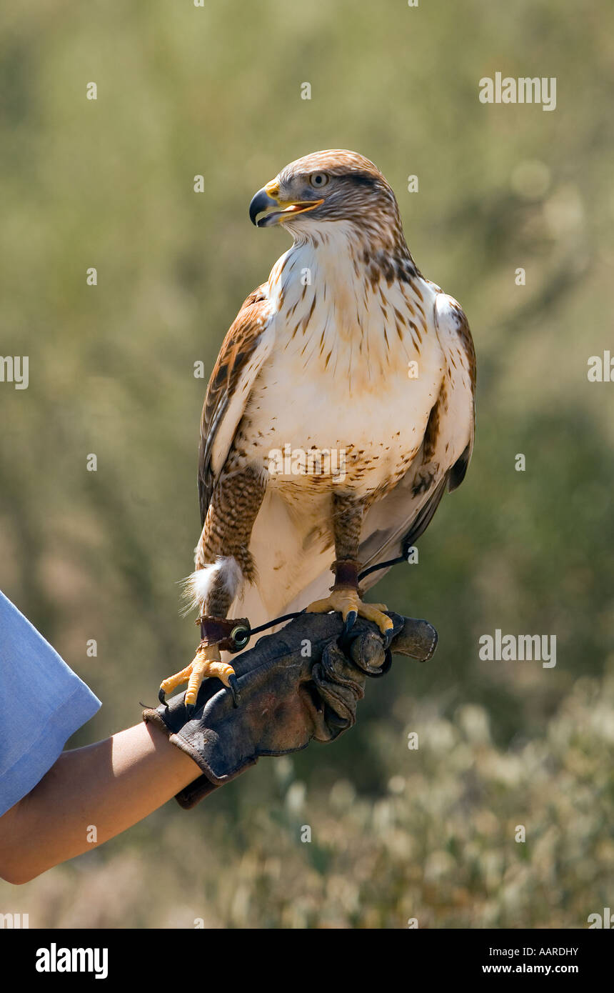 Ferruginous Hawk Buteo regalis Stock Photo - Alamy