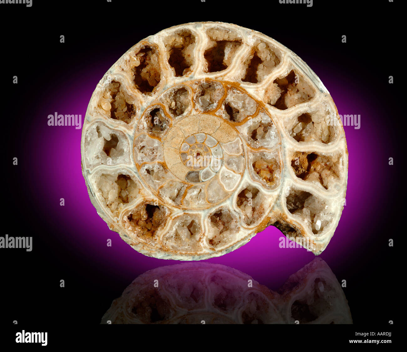 Recrystallization Fossil