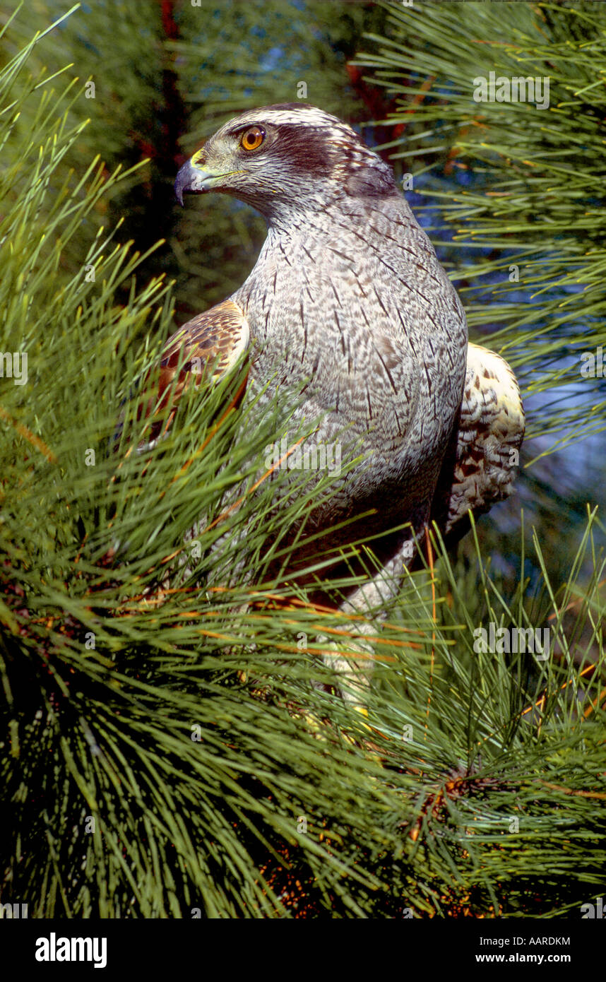 Raptor northern goshawk hi-res stock photography and images - Alamy