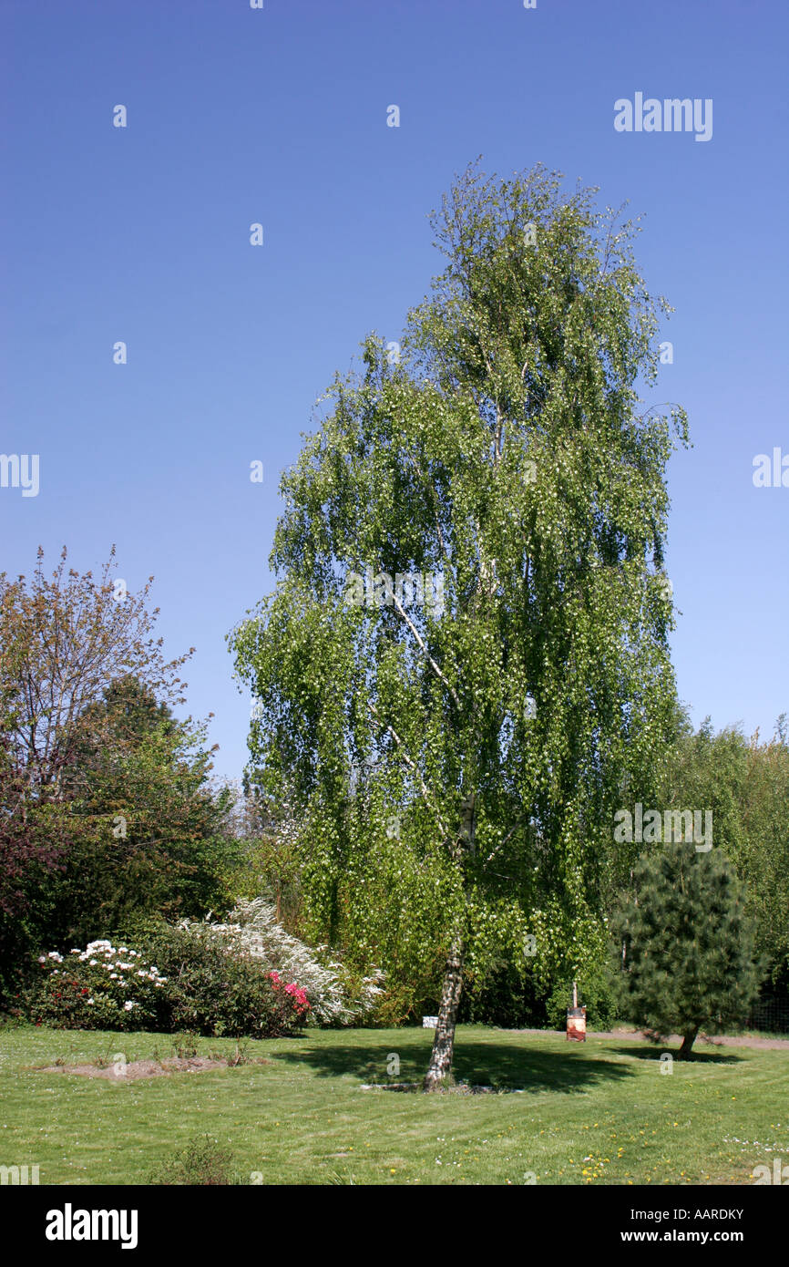 Birch tree with hanging branches Stock Photo - Alamy