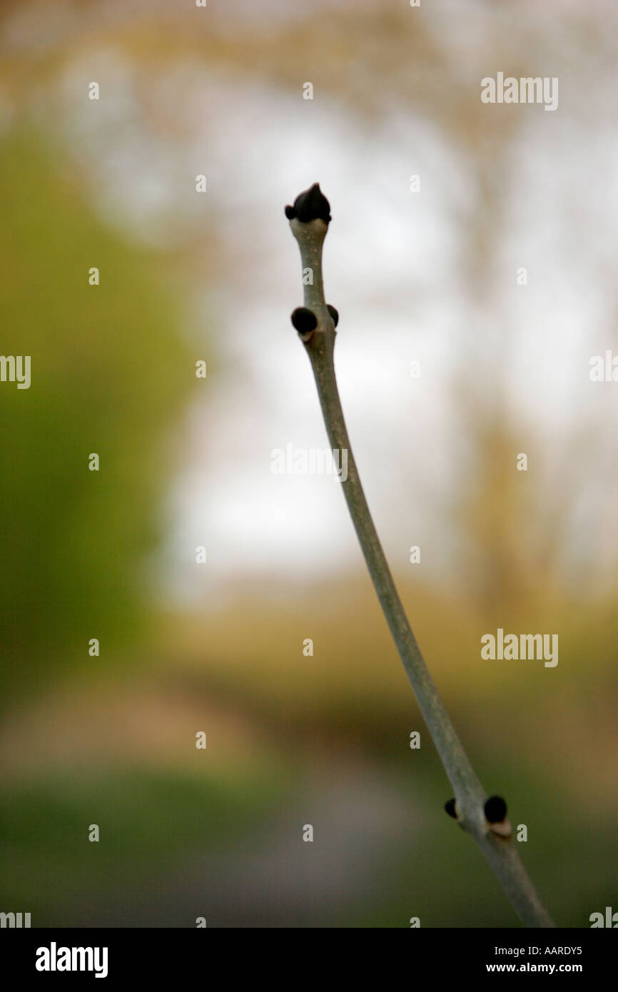 Ash tree buds Stock Photo - Alamy