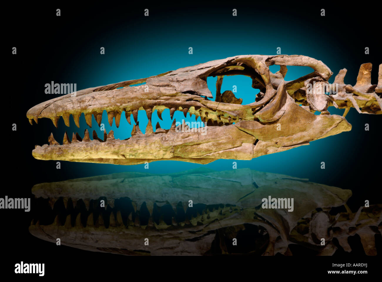 Mosasaurus hi-res stock photography and images - Alamy