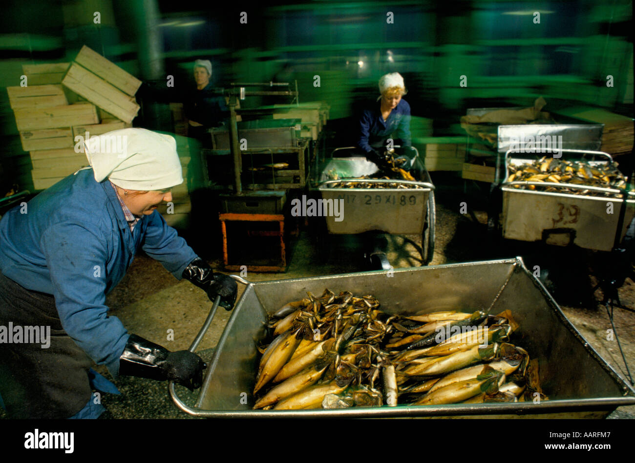 MURMANSK WOMEN PUSHING BARROWS OF FISH INSIDE A FISH FACTORY RUSSIA ...
