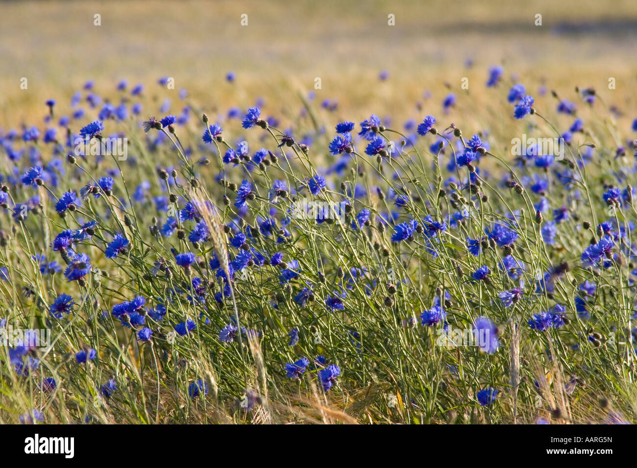 Flowers in a barley field Stock Photo - Alamy