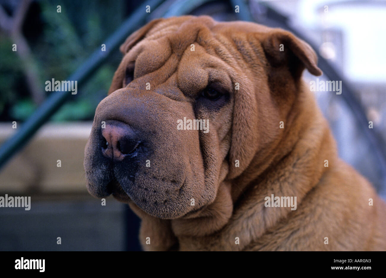 Dog Char Pei Stock Photo - Alamy