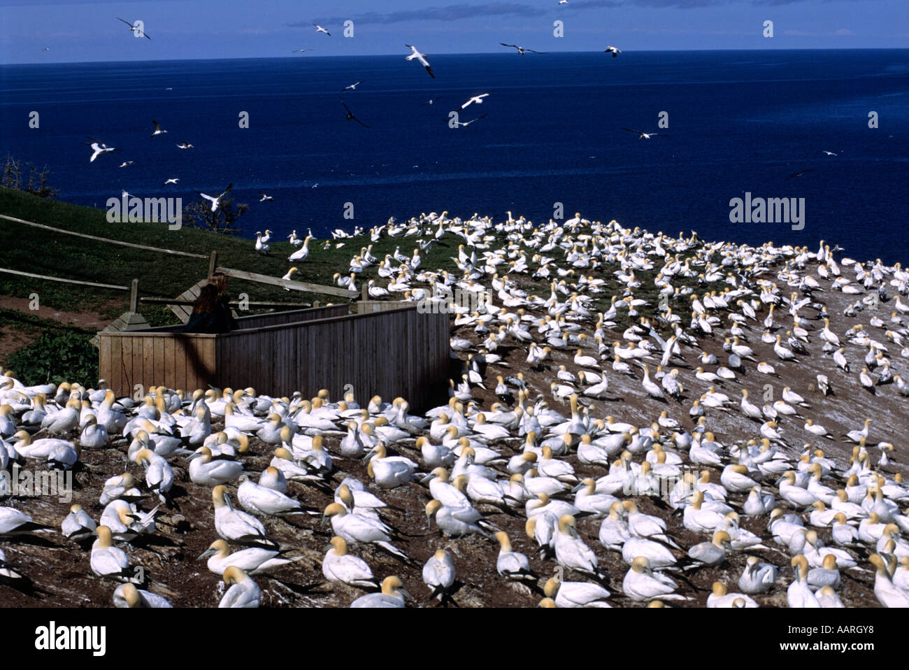 Birds of northern canada hi-res stock photography and images - Alamy