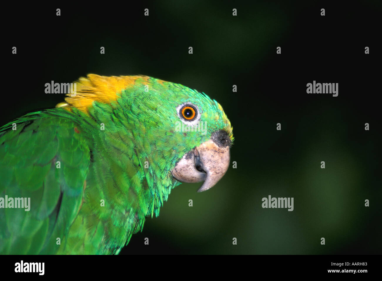 Guanaja Parrot Green and Yellow Honduras Horizontal Central America ...