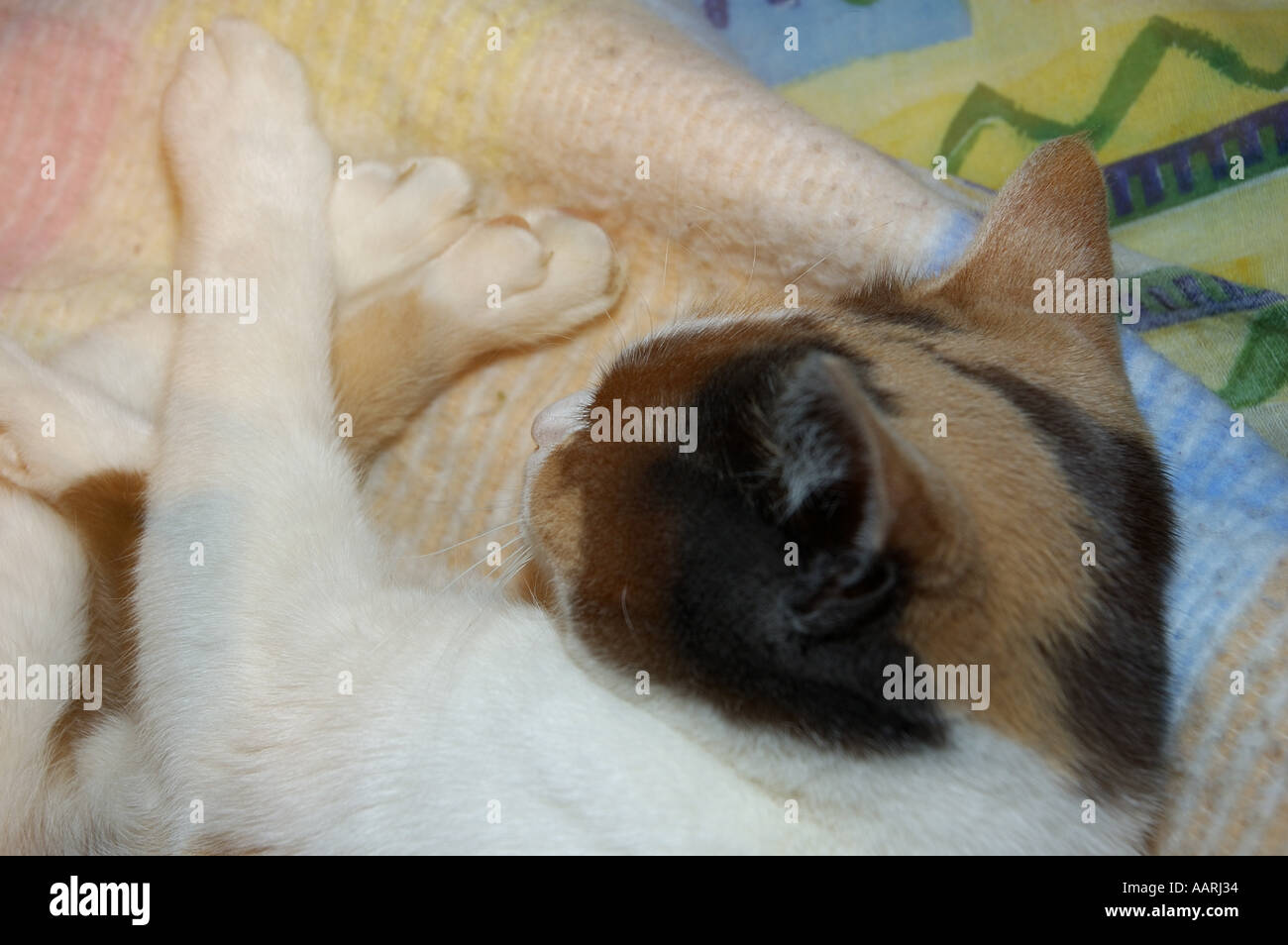 Russet cat hi-res stock photography and images - Alamy