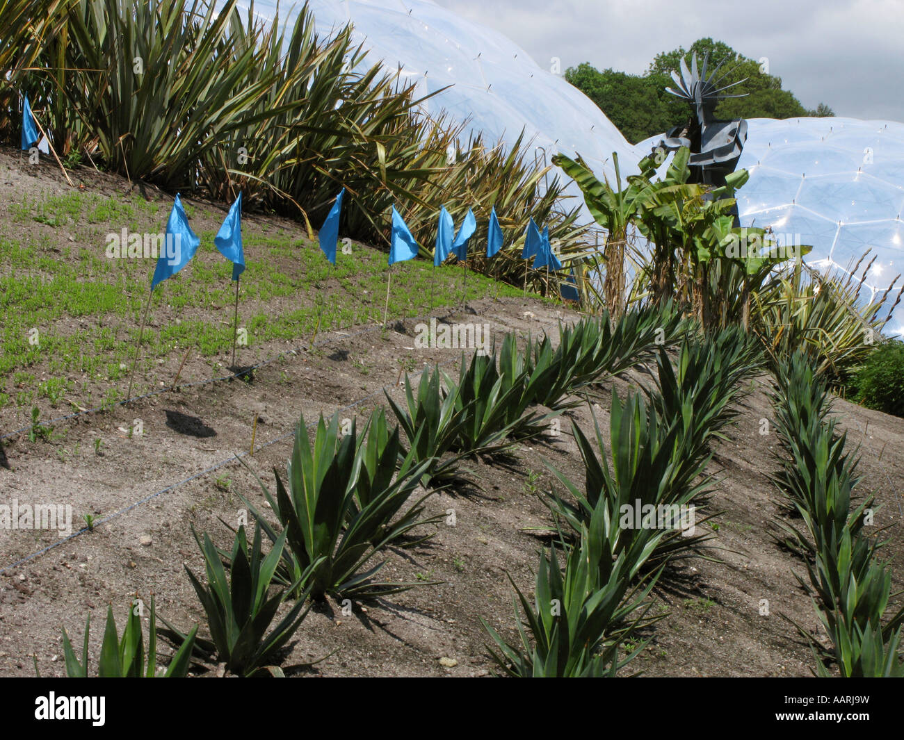 Rows of flax and blue flags at the Eden Project Cornwall England UK ...